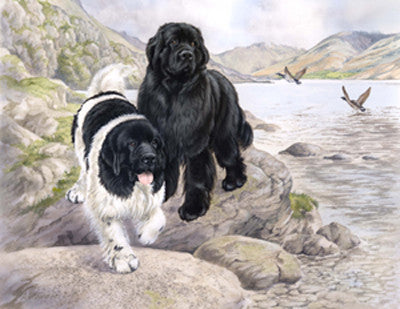 "The Explorers, Print" – BIG Gentle Dogs