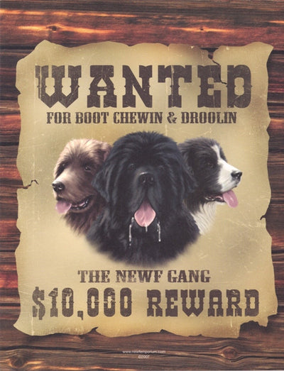Wanted Poster – BIG Gentle Dogs